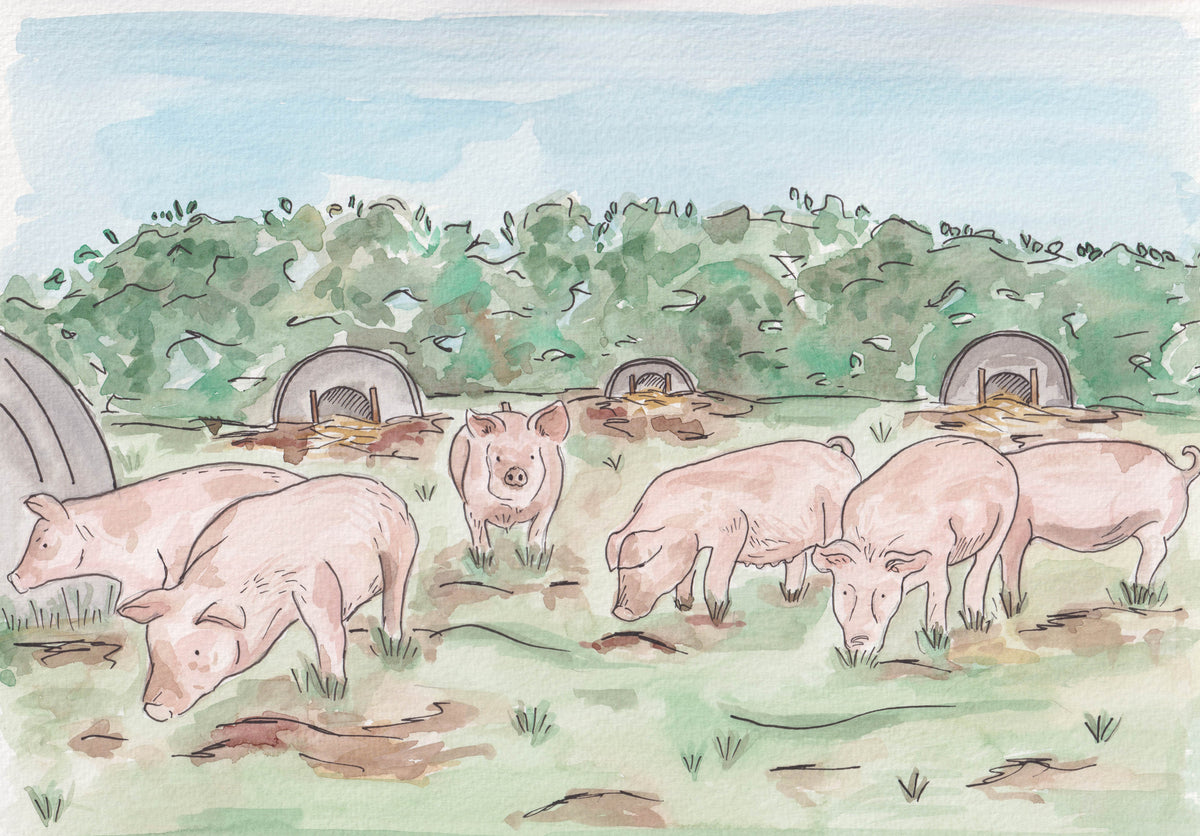 Happy Pigs Original – Doodling Lucy
